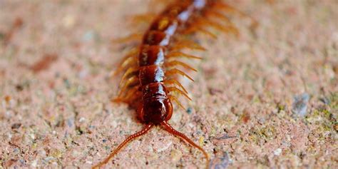Here S Why You Should Never Kill A House Centipede Business Insider