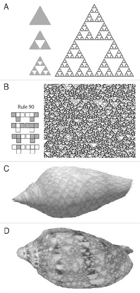 simple models create complex patterns of triangles a sierpinski download scientific diagram