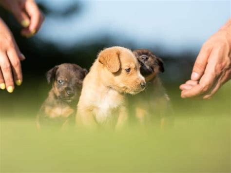 Adoptar Perro En Madrid REQUISITOS CLAVE