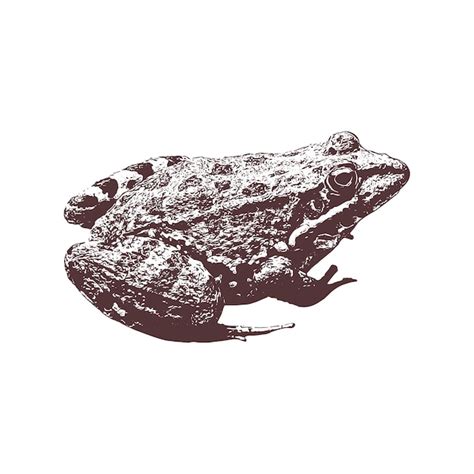 Premium Vector Frog Hand Drawn Sketch Vector Illustration