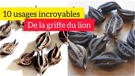 Usages Incroyables De La Griffe Du Lion Lion Dent De Lion