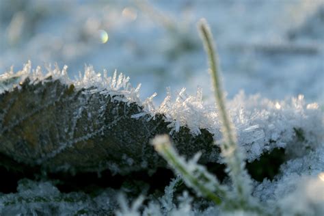 图片素材 树 水 性质 草 科 雪 冬季 厂 阳光 叶 花 风 霜 冰 绿色 反射 天气 冻结 尼康