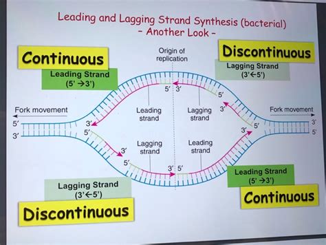 Solved Leading And Lagging Strand Synthesis Bacterial Chegg