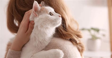 White Cats Things To Know Feliway