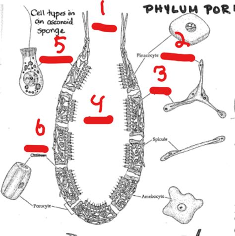 Phylum Porifera Diagrams Flashcards Quizlet