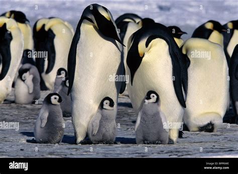 ANTARCTIC EMPEROR PENGUIN MARCH OF THE PENGUINS THE EMPEROR S Stock