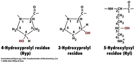 Biochem 1 Midterm 2 Chapter 6 Flashcards Quizlet