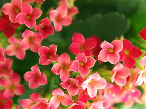 Kalanchoe Archives Petal Republic
