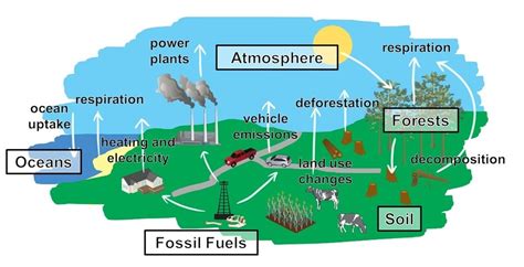Biogeochemical Cycles Water Carbon Nitrogen Diagram Quizlet