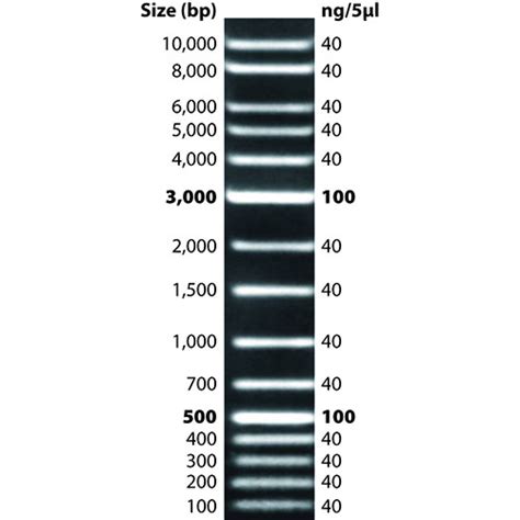 DNA Ladders From G Biosciences