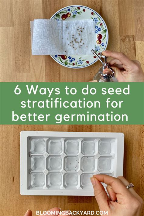 Try These 6 Seed Stratification Methods For Better Seed Germination In