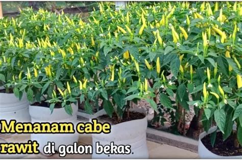 Jika Tahu Trik Menanam Cabai Rawit Dalam Pot Dengan Cara Ini Maka