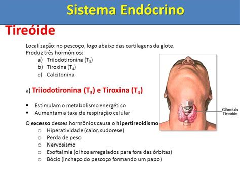 Biologia Tema Sistema Endócrino 2 Principais glândulas endócrinas