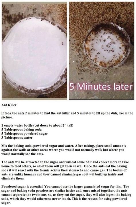 Learn How To Get Rid Of Ants The Natural Way Artofit