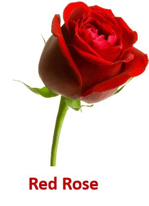 10 Red Flowers Names With Pictures Flower Names EngDic