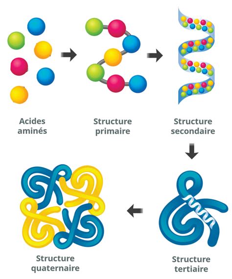 Spike kératine titine et hémoglobine Quel est le point commun L