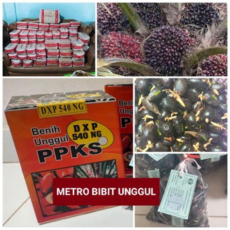 Bibit Benih Kecambah Kelapa Sawit PPKS 540 Original Unggul