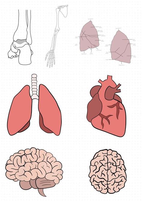 Human Anatomy And Medical Digital Stickers For Goodnotes Etsy