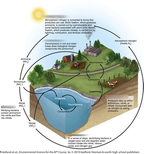 AP Environmental Science Nitrogen Cycle Diagram Quizlet