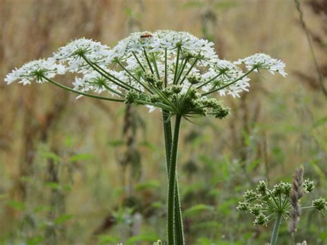 Free Images Meadow Prairie Flower Herb Produce Botany Flora