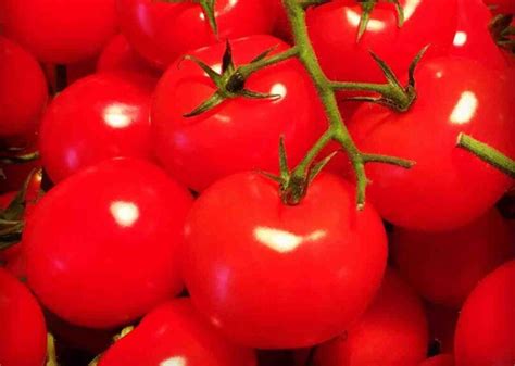 Quand Planter Les Tomates En 2022 Avec La Lune Maison Plus