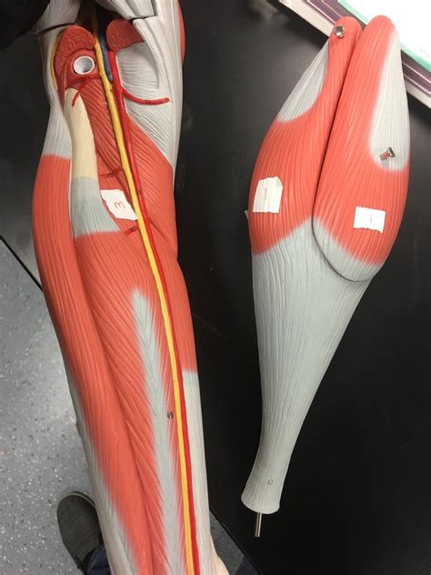 Muscles Of The Leg Diagram Quizlet