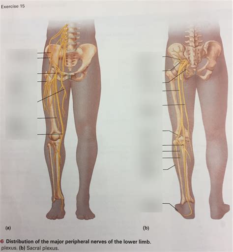 Nerves Of Lower Limb Diagram Quizlet