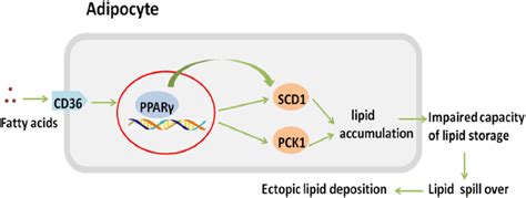 CD36 PPARγ SCD1 and CD36 PPARγ PCK1 pathway Download Scientific Diagram