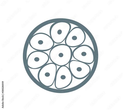 Morula Icon Embryo Cell Consisting Of Cells In A Solid Ball Contained