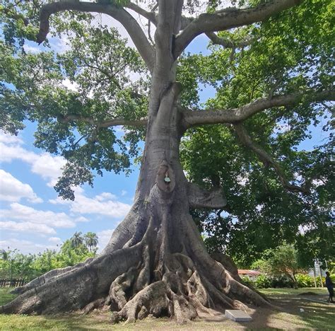 Este es el árbol más grande y robusto de la República Dominicana