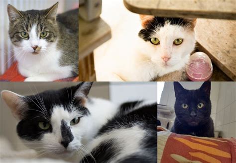 Koty do adopcji w Piotrkowie Te kociaki czekają na nowy dom w