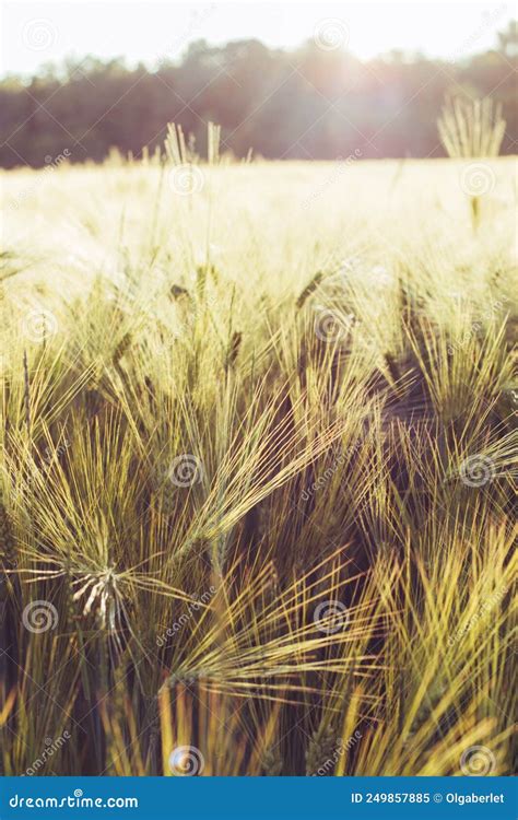 Escena De Puesta De Sol O Amanecer En El Campo Con Centeno Joven O