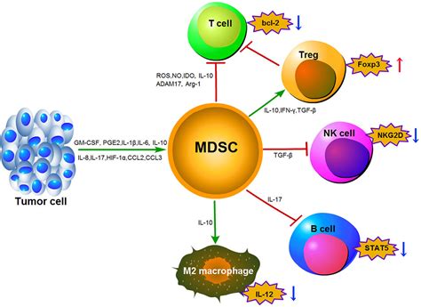 Frontiers Myeloid Derived Suppressor Cells A New And Pivotal Player