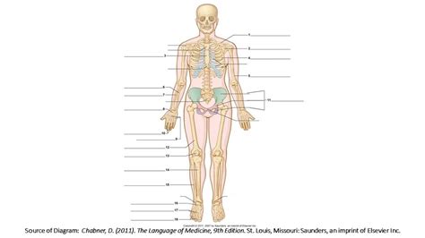 Medical Terminology 5h Musculoskeletal System Diagram Of Skeleton