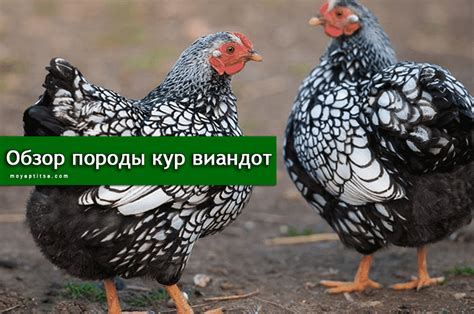 Виандот описание породы кур и разновидности окрасов