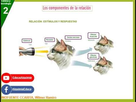 FUNCION DE RELACION Y COORDINACIÓN EXPLICADO SECUNDARIA CTA YouTube