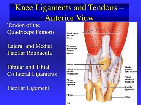 PPT Articulations Junctions Between Bones Bind Parts Of Skeletal