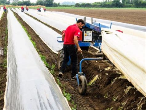 Zbiory szparagów bez znajomości języka oferta sezonowej pracy w