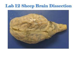 PPT Sheep Brain Dissection PowerPoint Presentation ID 159253