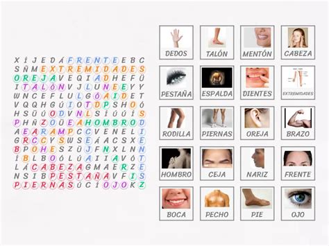 Partes Del Cuerpo Humano Wordsearch