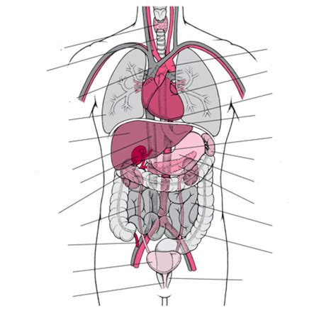 Organ Diagram Part Iii Diagram Quizlet