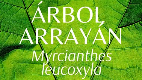 ÁRBOL ARRAYÁN YouTube