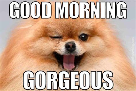 Funny Good Morning Memes Artofit