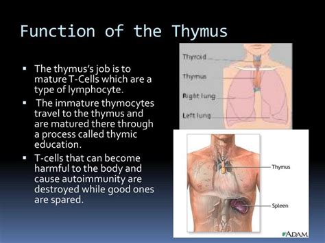 PPT Immune System PowerPoint Presentation ID 2140110