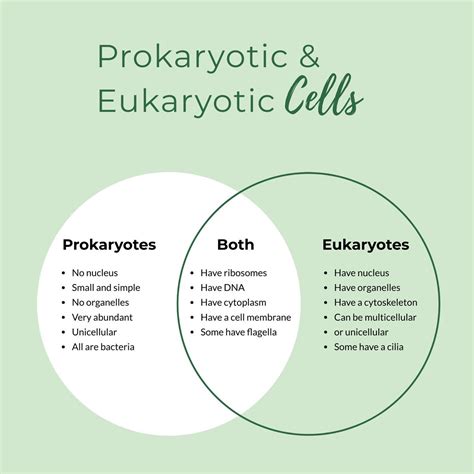 Prokaryotic Vs Eukaryotic Cells Venn Diagram