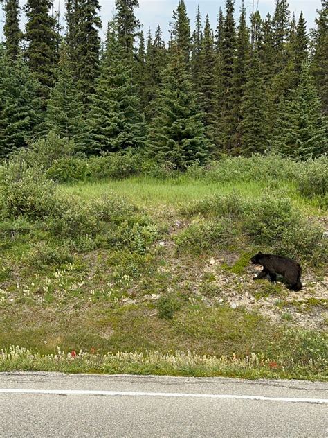 Banff To Jasper Drive Photos Video Map Stops What You Need To Know