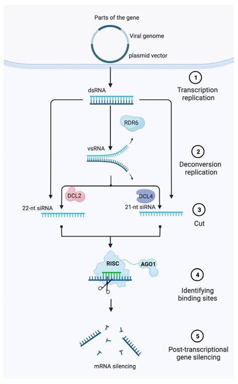 Model Of Post Transcriptional Gene Silencing PTGS Mediated Gene