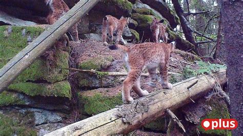 Willkommen Luchs Junger Kuder Findet Im Steinwald Sein Neues Zuhause