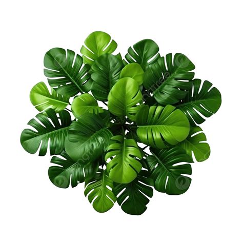 Top View Bush Philodendron Selloum Plant Leaves Isolated Above Png File