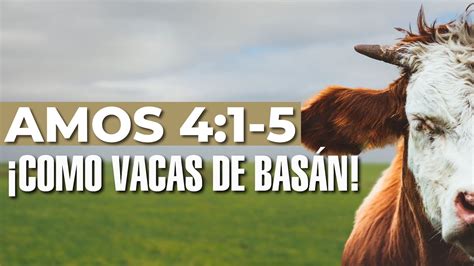 Amos Como Vacas De Bas N Youtube